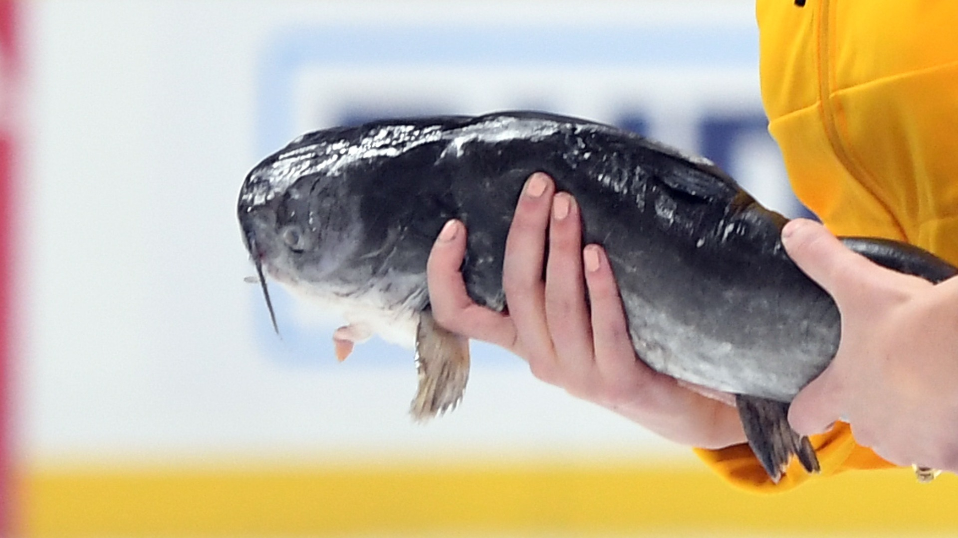 ICYMI: Watch Catfish Thrown Onto Ice During Bruins-Predators